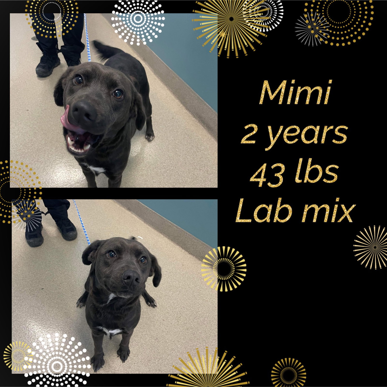 Dog for Adoption - MIMI, a Labrador Retriever in East Hampton, NY ...