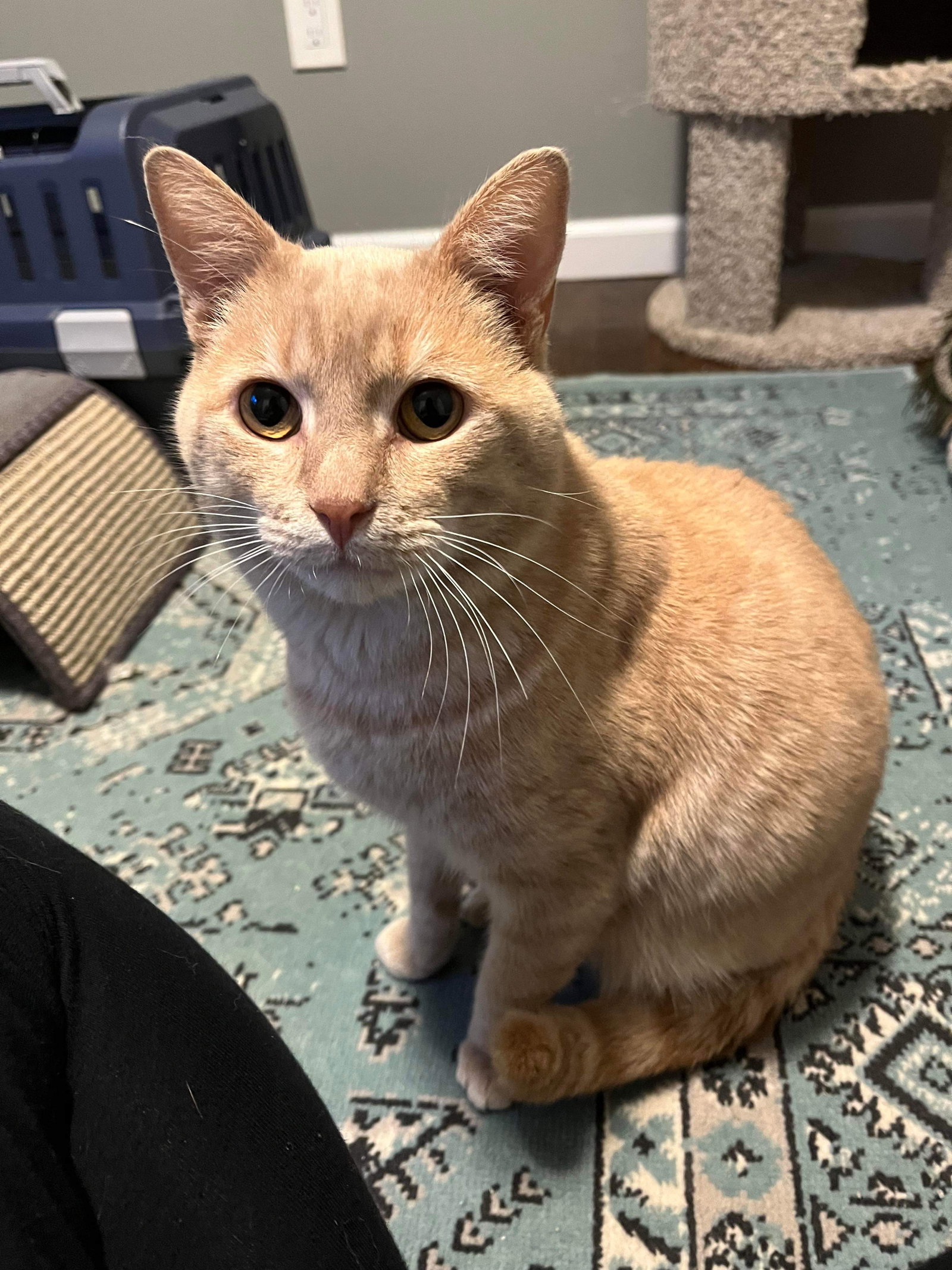 Cats for Adoption in Queens, New York | Alpha Paw