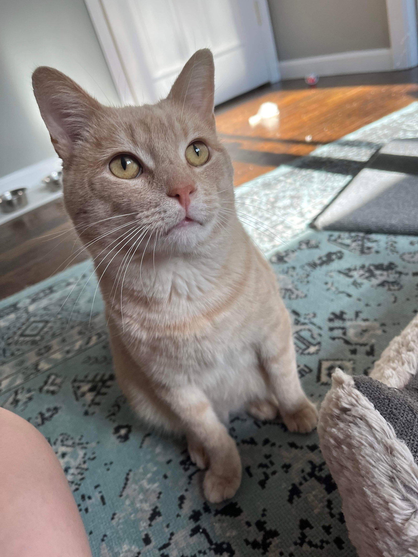 Cats for Adoption in Queens, New York | Alpha Paw