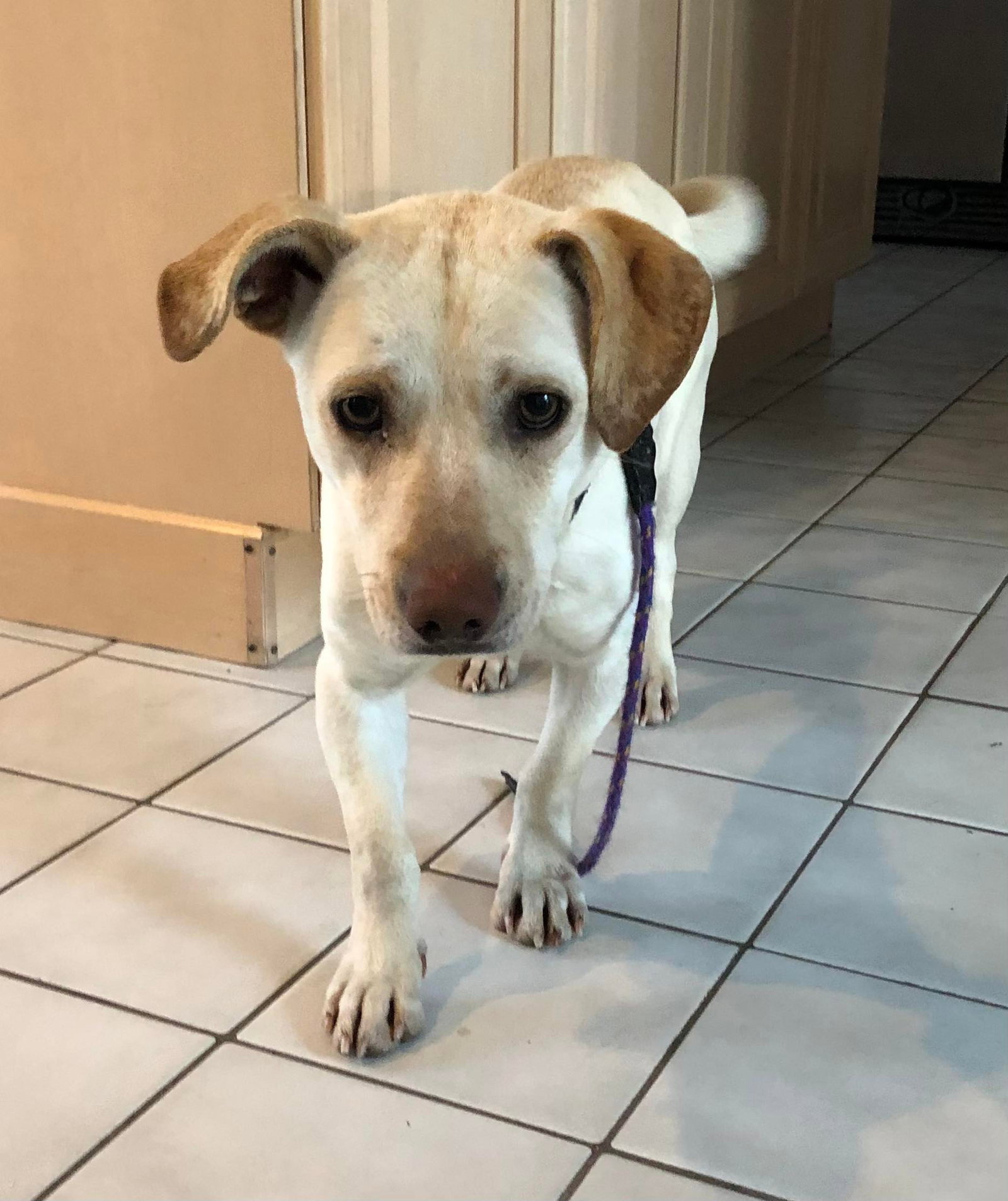 Dog for Adoption - ROMEO, a Labrador Retriever in River Vale, NJ ...