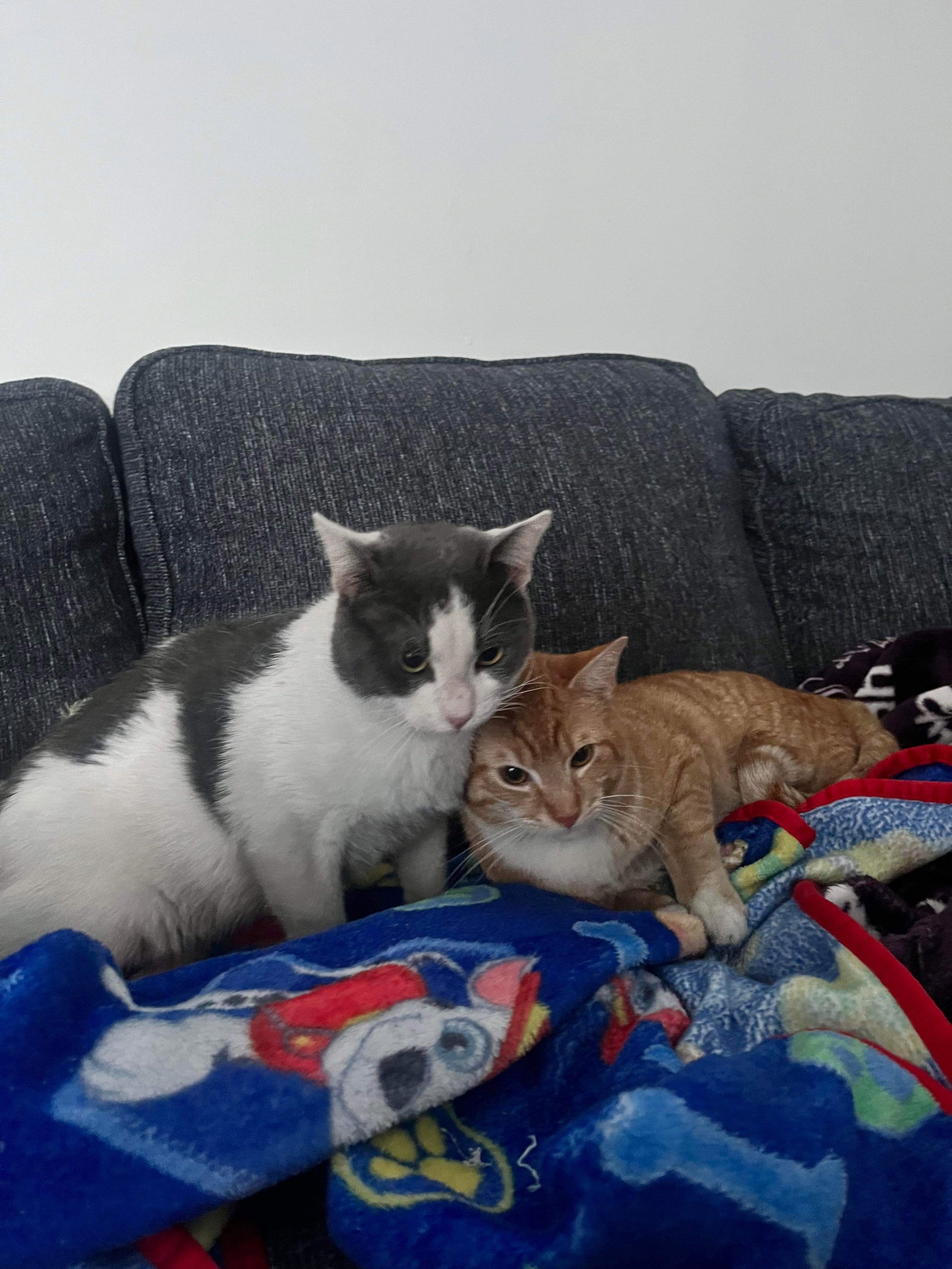 Cats for Adoption in Suffolk County, New York | Alpha Paw