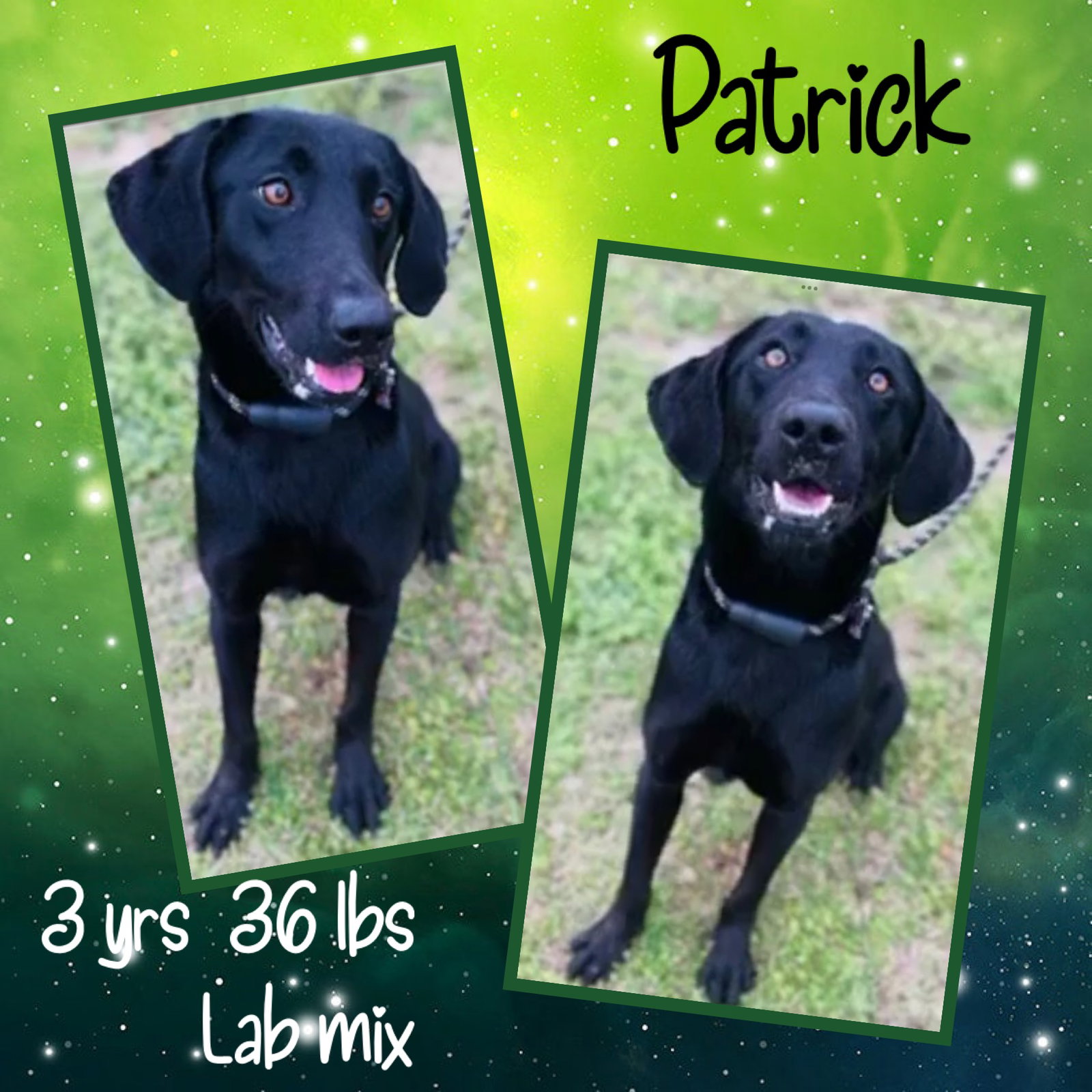 Dog for Adoption - PATRICK, a Labrador Retriever in Cypress Hills, NY ...