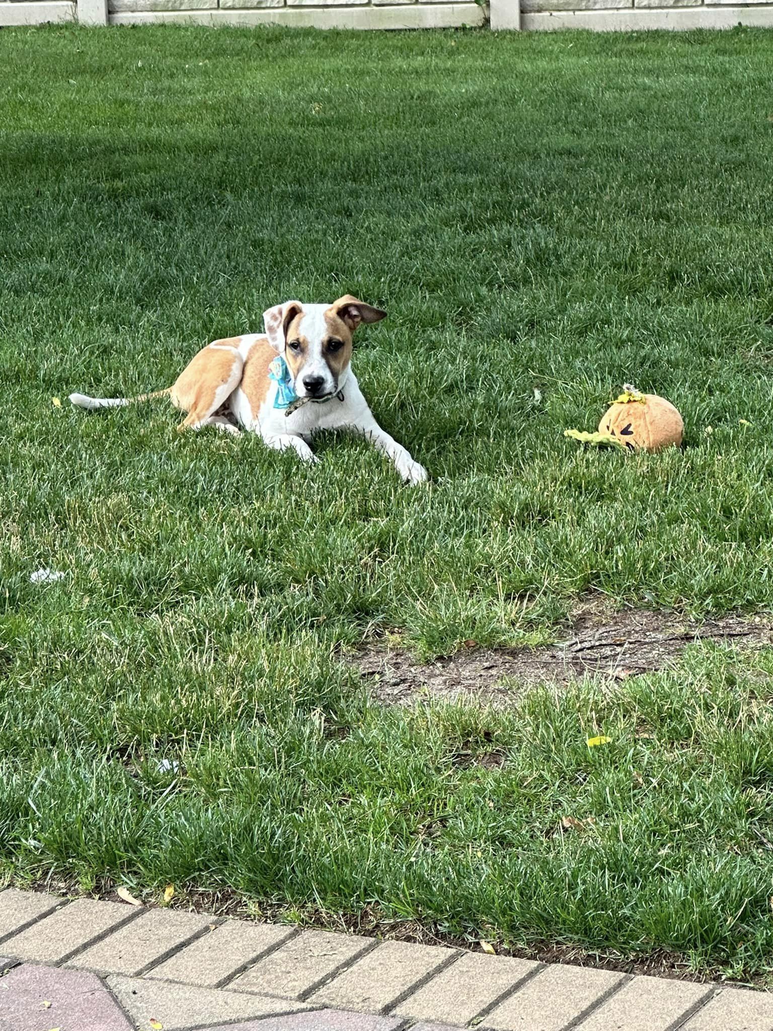 Dog for Adoption - CALVIN, a in The Bronx, NY | Alpha Paw
