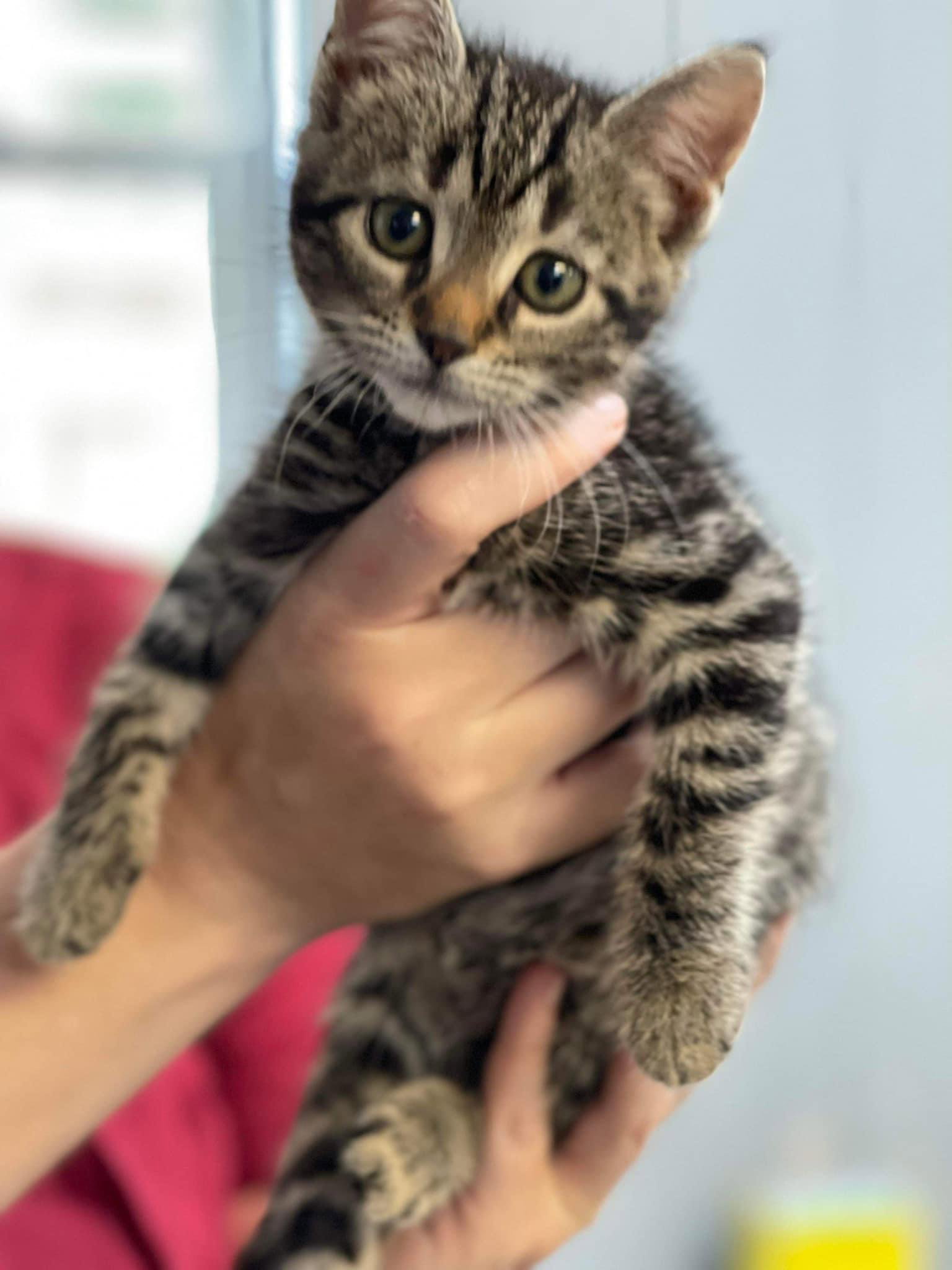 Cats for Adoption in Hamden, Connecticut | Alpha Paw