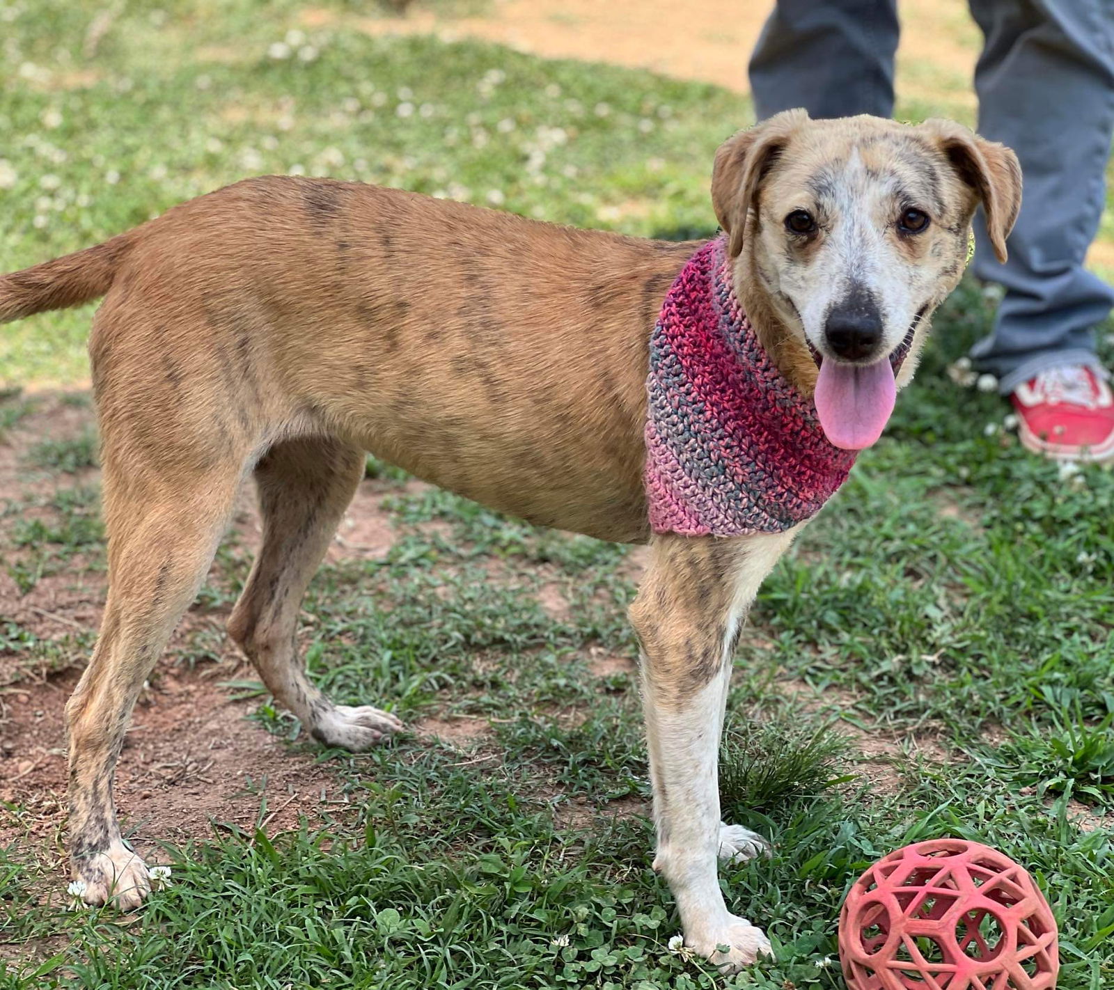Dog for Adoption - DELILAH, a in Woodbridge, CT | Alpha Paw Dog for Adoption - DELILAH, a in Woodbridge, CT | Alpha Paw