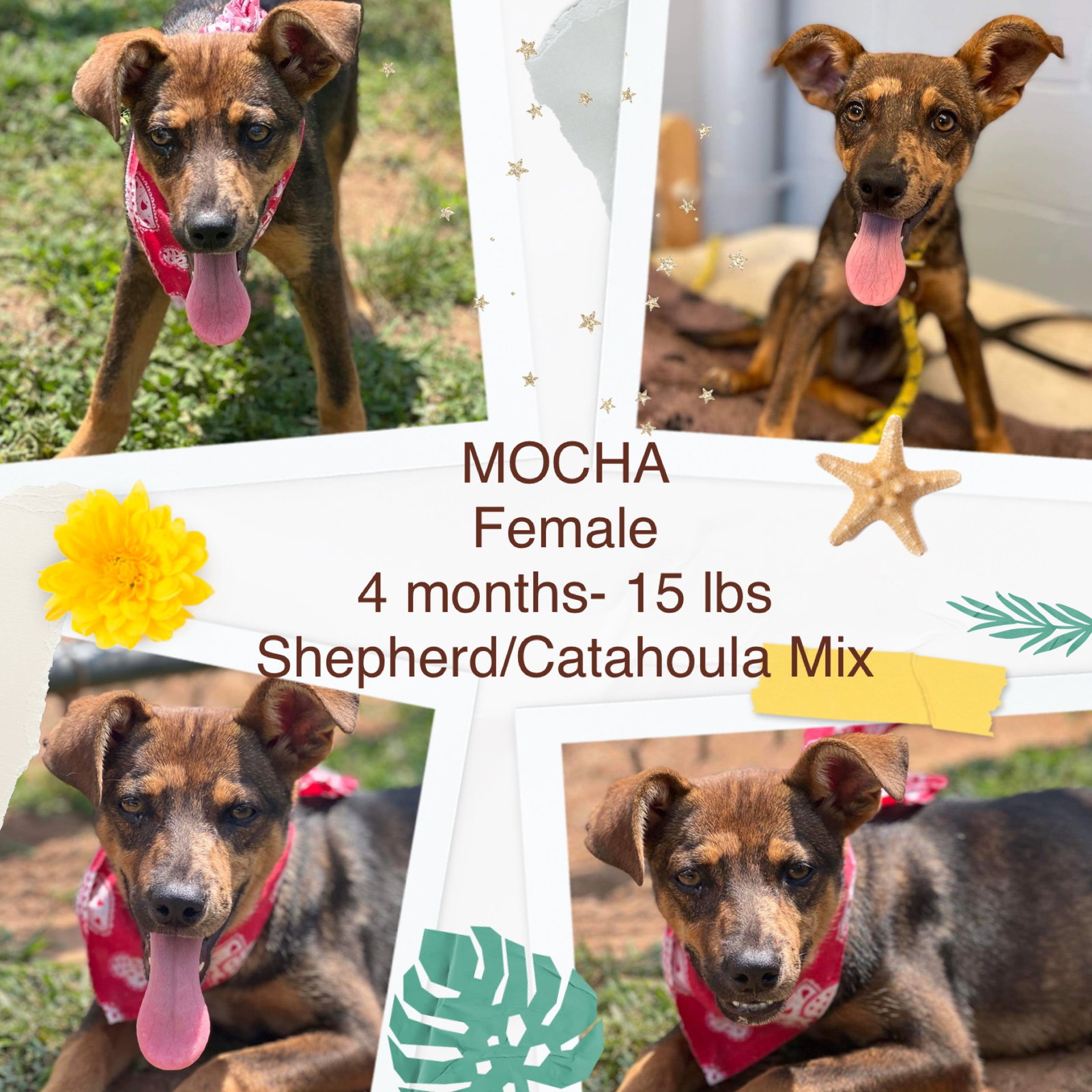 Dog for Adoption - MOCHA, a German Shepherd Dog in Brooklyn, NY | Alpha Paw