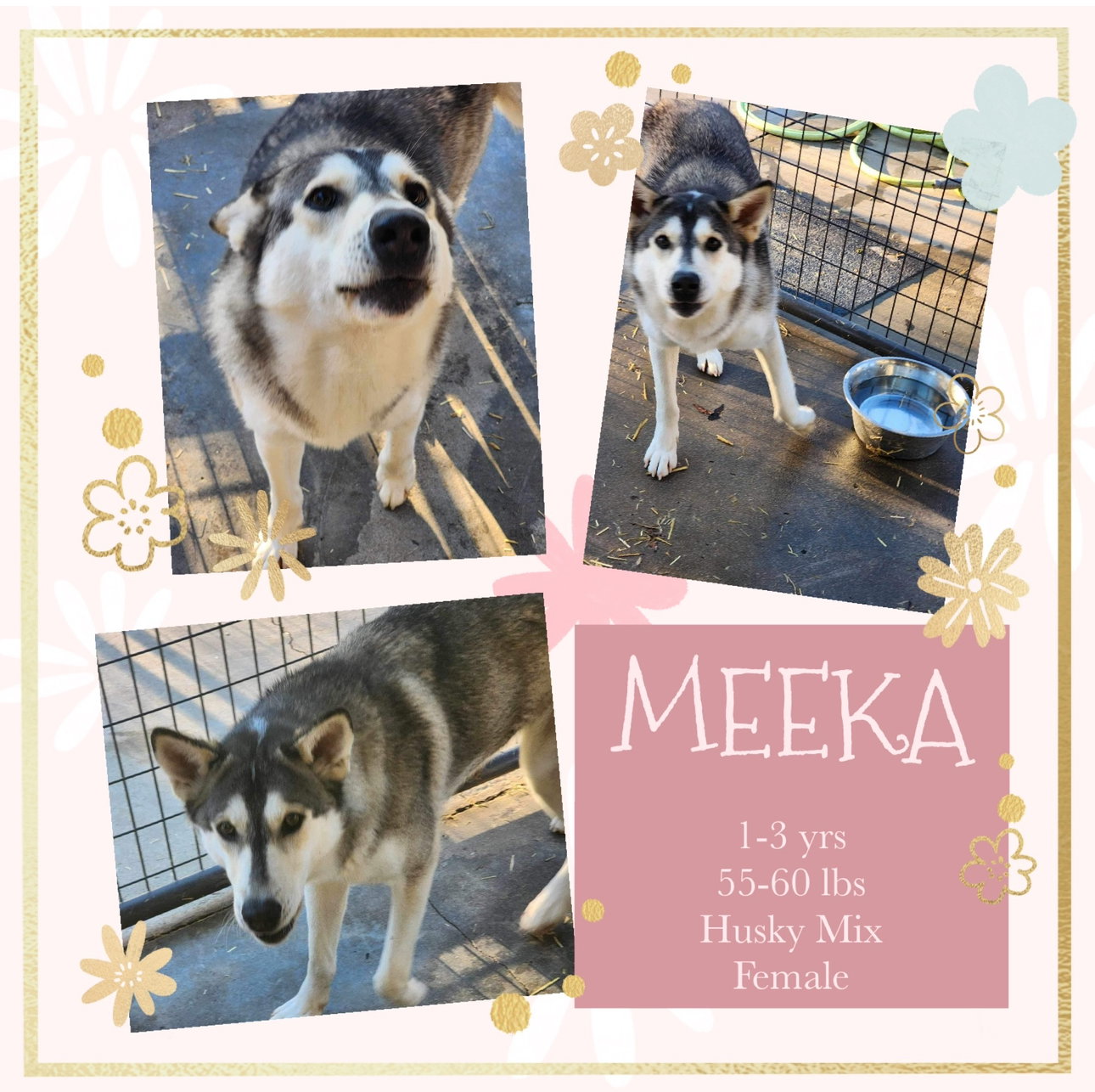 Dog for Adoption - MEEKA, a Husky in Morris Park, NY | Alpha Paw