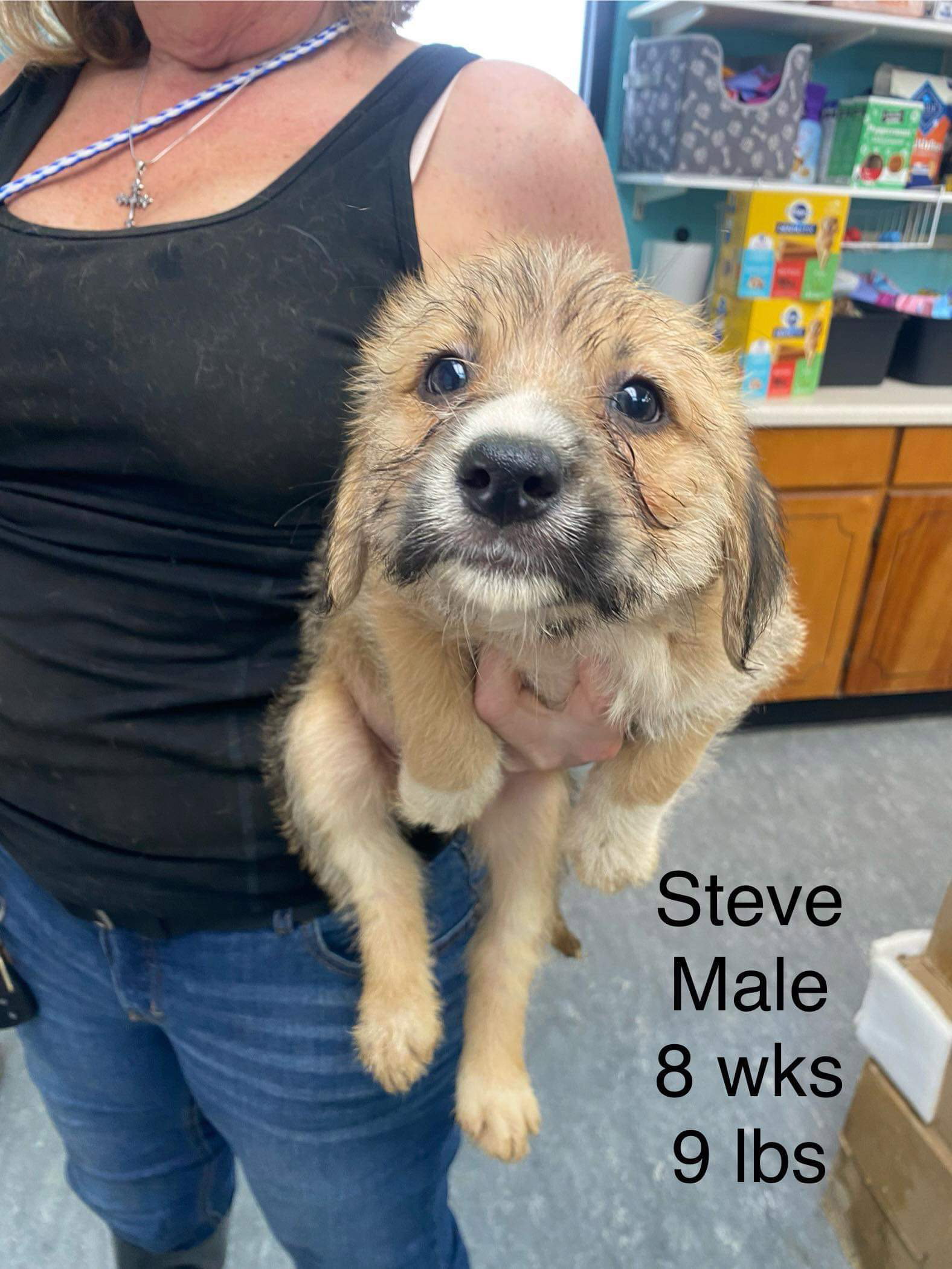 Dog for Adoption - STEVE, a Labrador Retriever in Suffolk County, NY ...