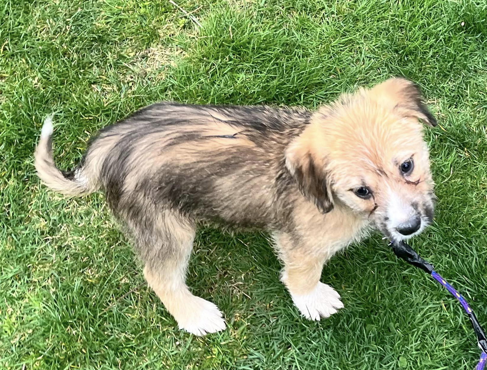 Dog for Adoption - STEVE, a Labrador Retriever in Suffolk County, NY ...