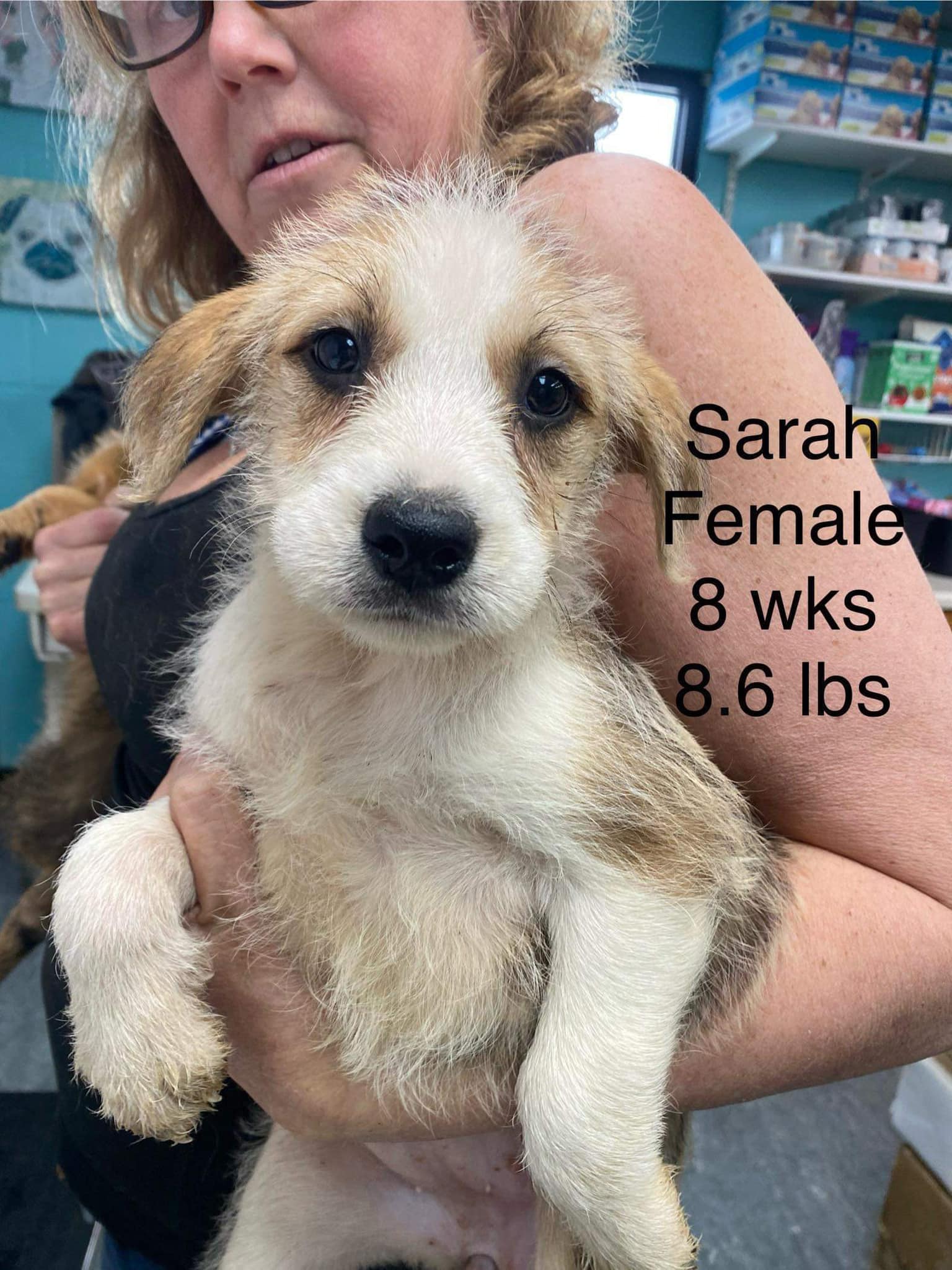 Dog for Adoption - SARAH, a Labrador Retriever in Mount Vernon, NY ...