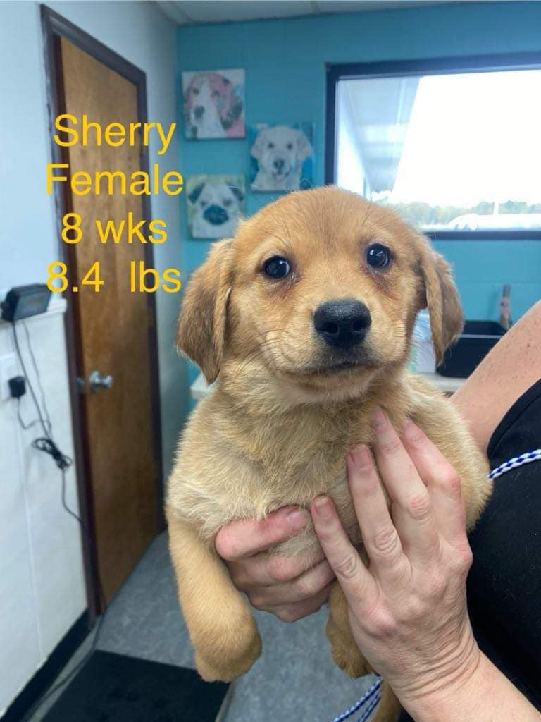Dog for Adoption - SHERRY, a Labrador Retriever in Levittown, NY ...