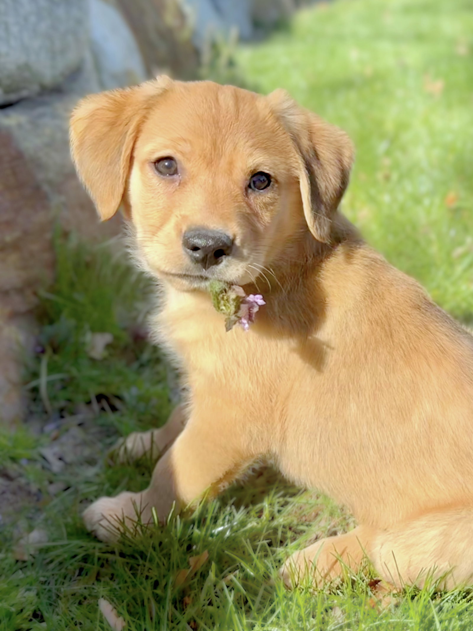 Dog for Adoption - SHERRY, a Labrador Retriever in Levittown, NY ...