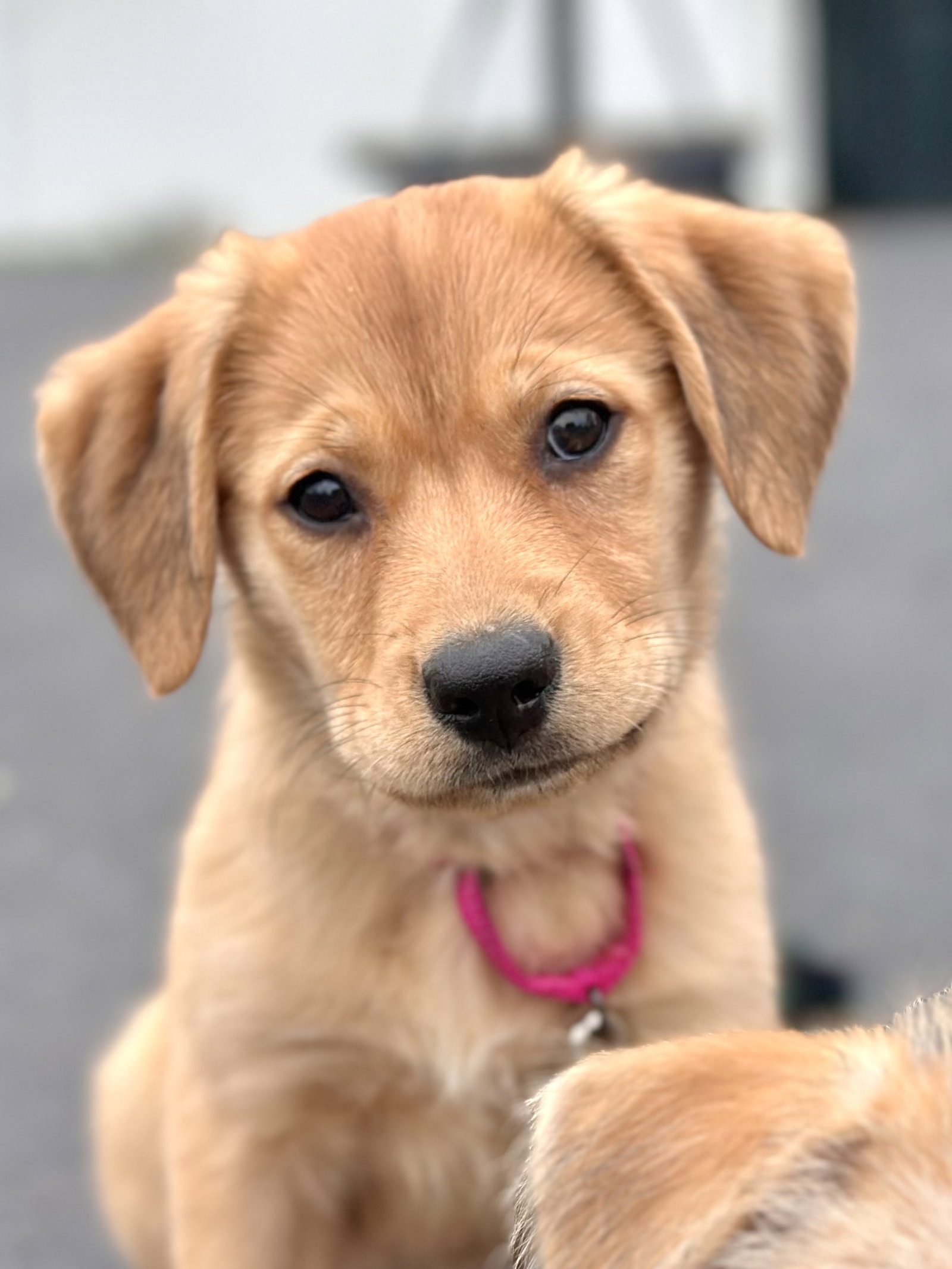 Dog for Adoption - SHERRY, a Labrador Retriever in Levittown, NY ...