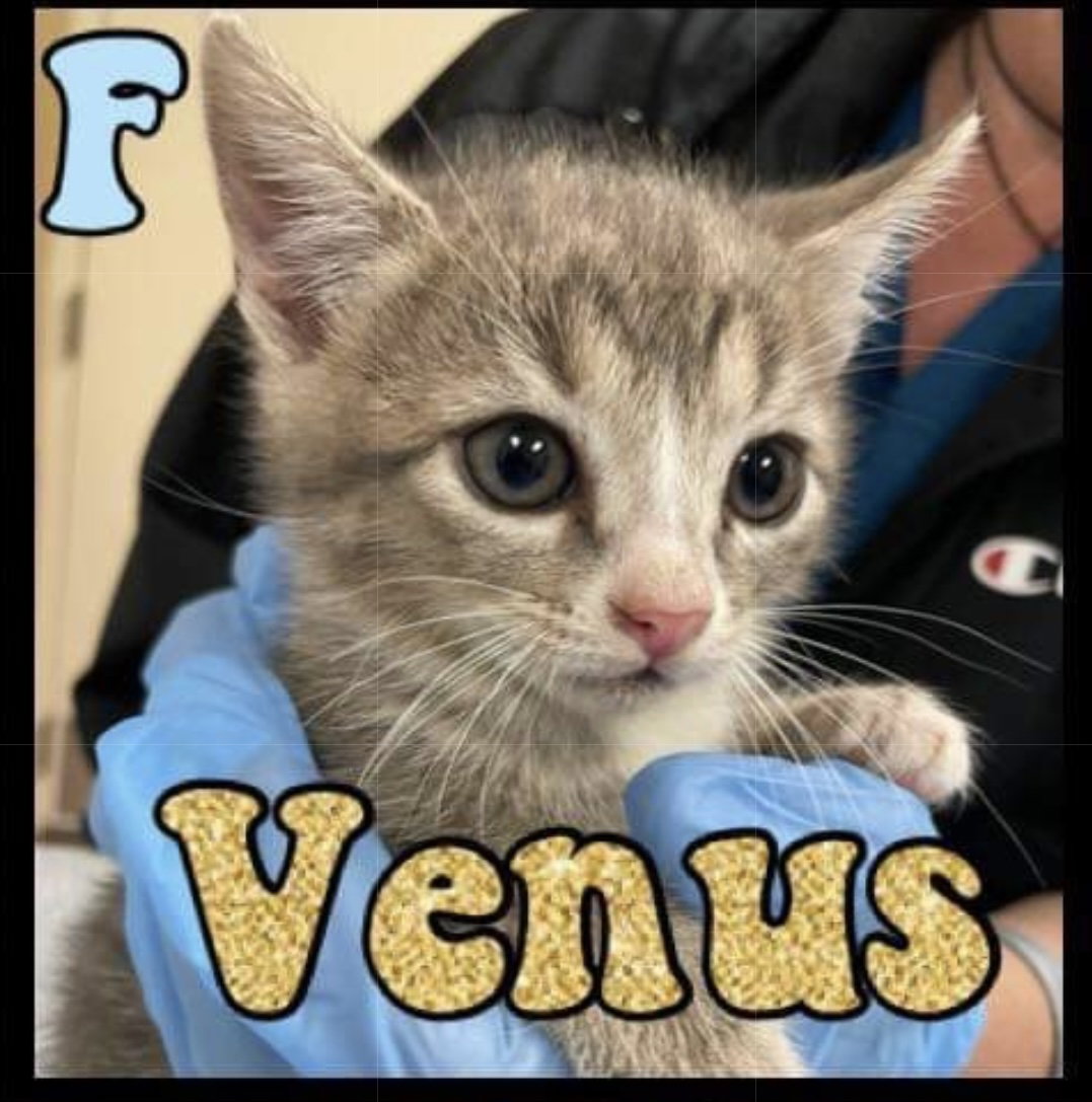 Cat adoption in Woodbury, NY 11797: Domestic Short Hair / Mixed (short coat) Cat "VENUS"