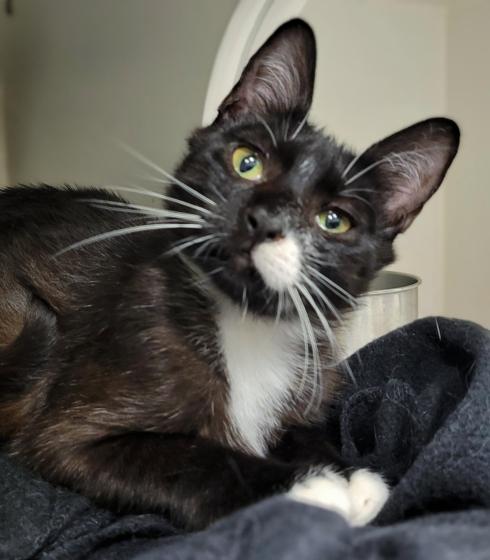 Cat adoption in Woodbury, NY 11797: Domestic Short Hair / Mixed (short ...