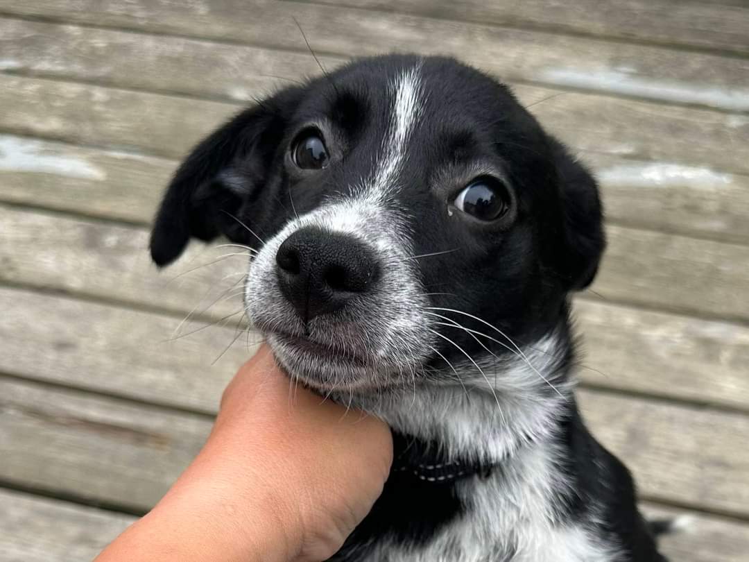 Dog for Adoption - Harriet aka Ivory, a in Long Island City, NY | Alpha Paw