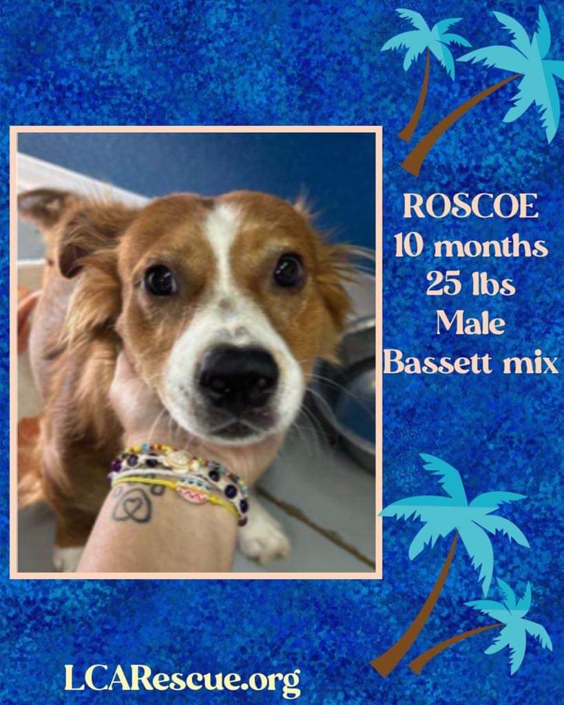Dog for Adoption - ROSCOE, a Basset Hound in Suffolk County, NY | Alpha Paw