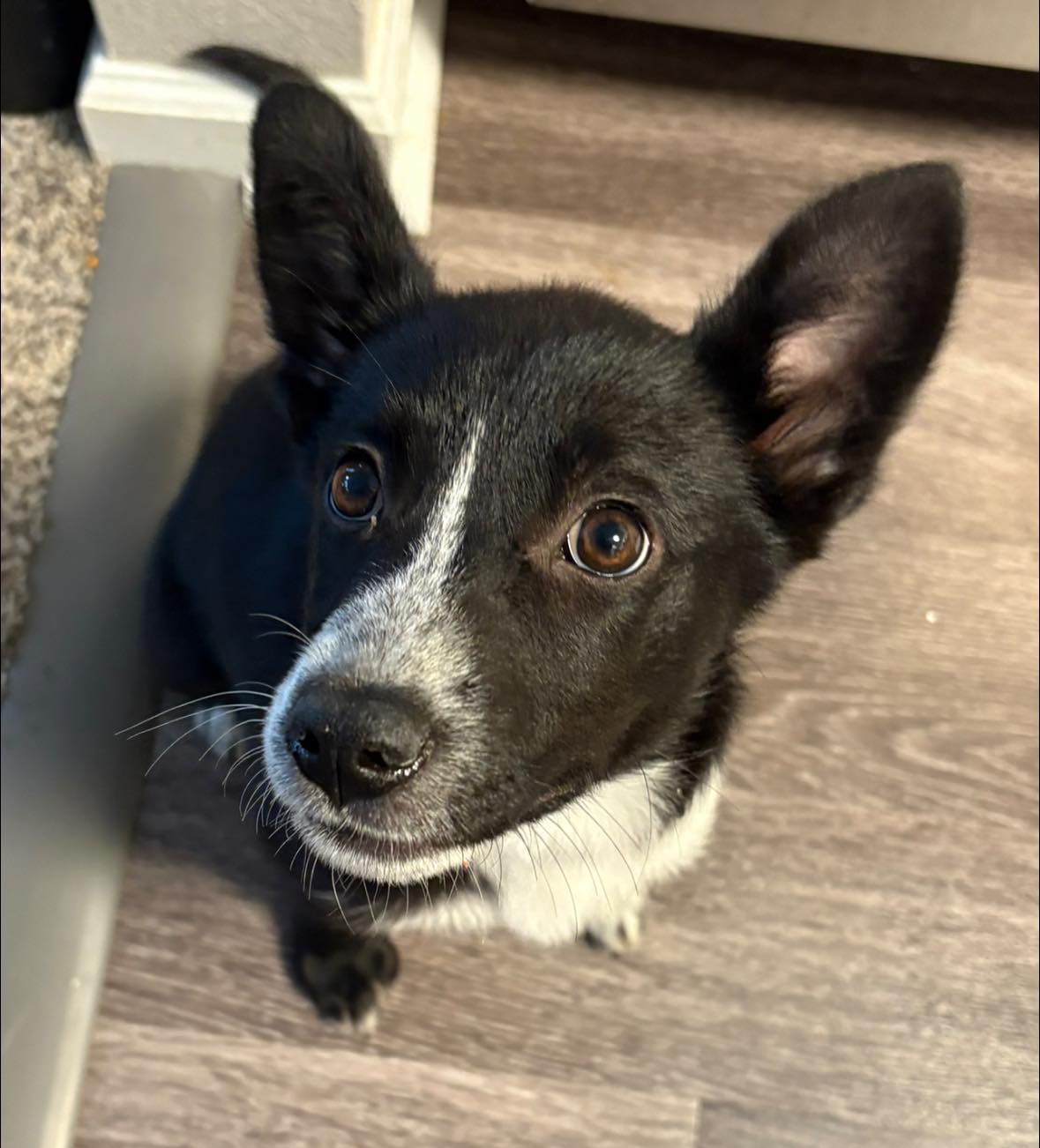 Dog for Adoption - LILLY, a Australian Shepherd in Brooklyn, NY | Alpha Paw