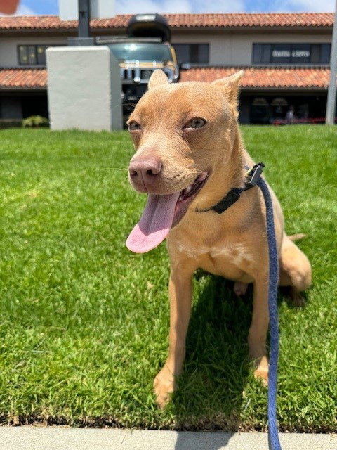 Dog for Adoption - Timon, a Chihuahua in Riverside, CA | Alpha Paw