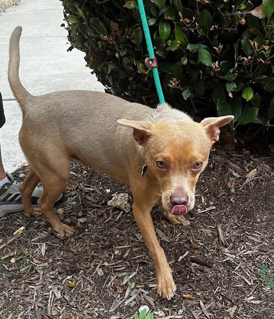 Dog for Adoption - Timon, a Chihuahua in Riverside, CA | Alpha Paw