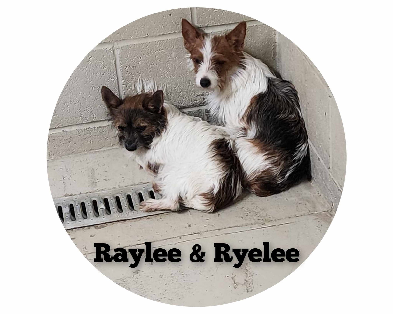 Ryelee's Web Page