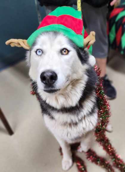 Dog for Adoption - Aleu, a Siberian Husky in Cloverdale, IN | Alpha Paw