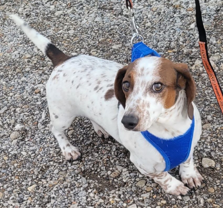Dog for Adoption - Petey, a Dachshund in Caddo Mills, TX | Alpha Paw