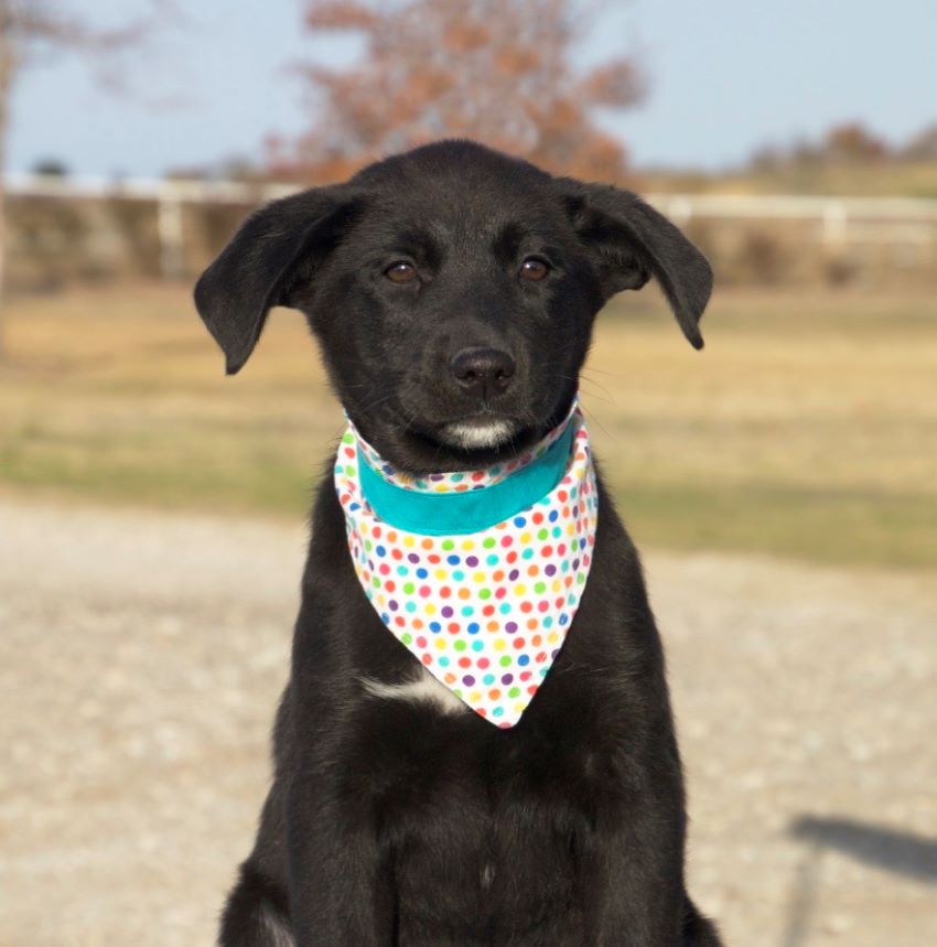 Dog for Adoption - Timon, a Labrador Retriever in Gainesville, TX ...