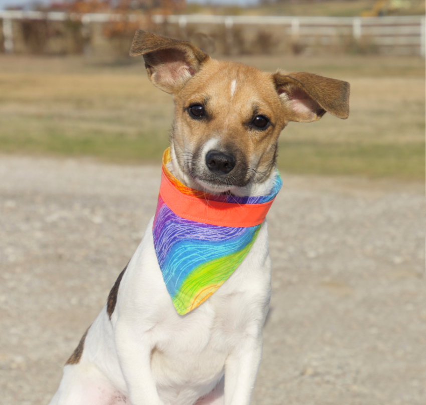 Dog for Adoption - Burger, a Jack Russell Terrier in Dallas, TX | Alpha Paw
