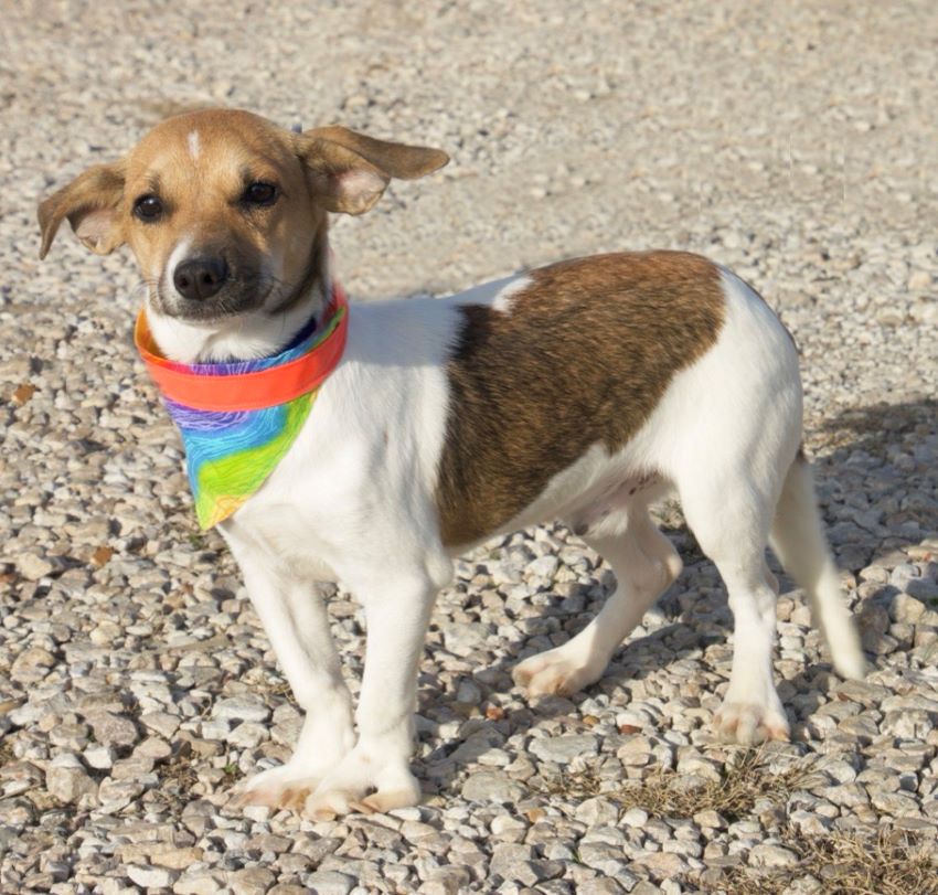 Dog for Adoption - Burger, a Jack Russell Terrier in Dallas, TX | Alpha Paw