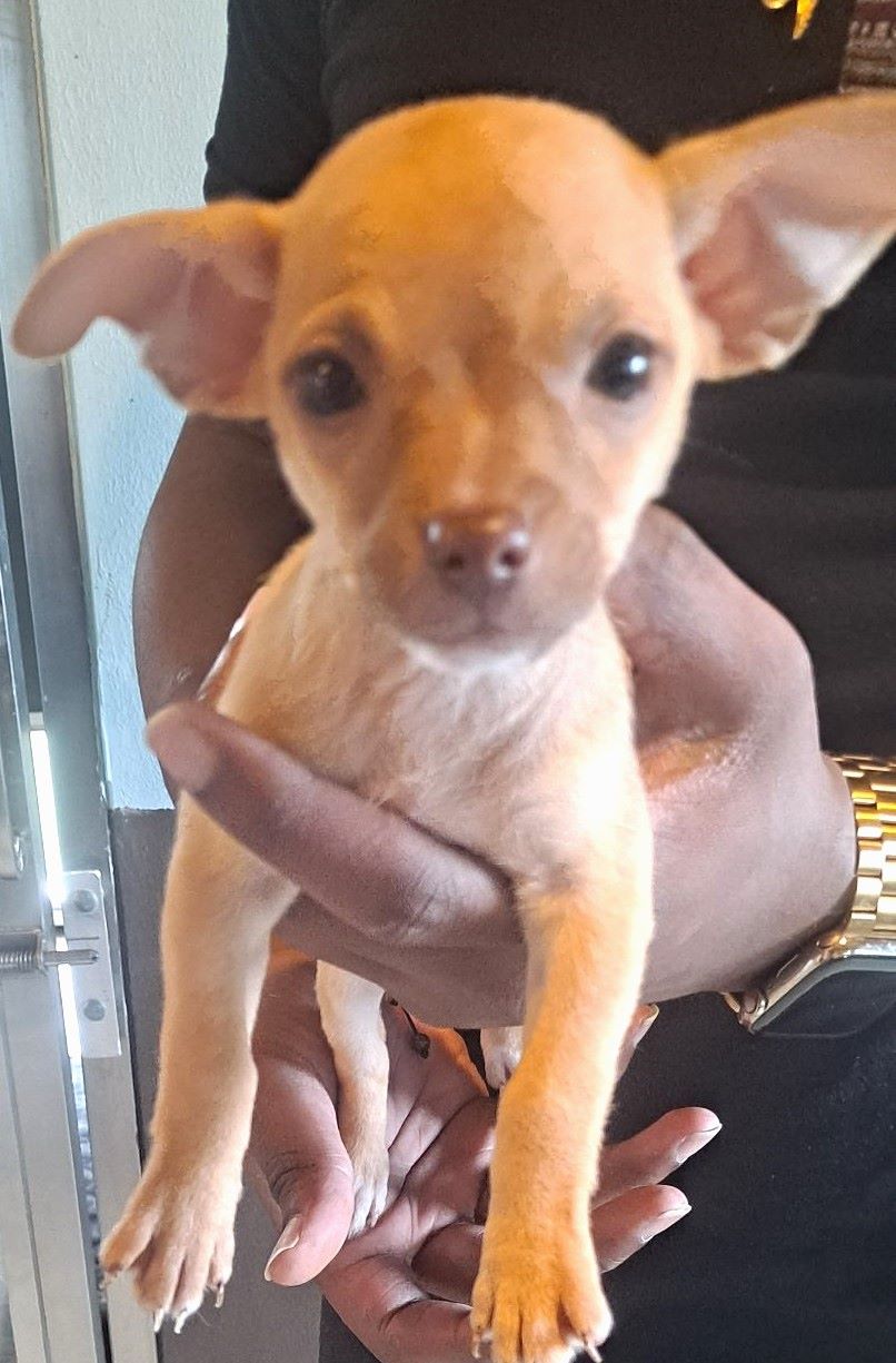 Dog for Adoption - Chicha, a Chihuahua in Justin, TX | Alpha Paw