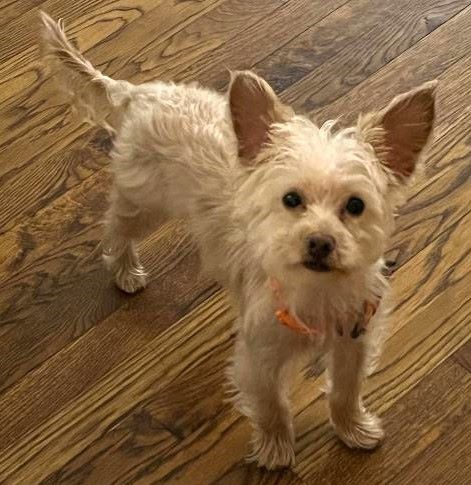 Dog for Adoption - Rocket, a Yorkshire Terrier Yorkie in Garland, TX ...