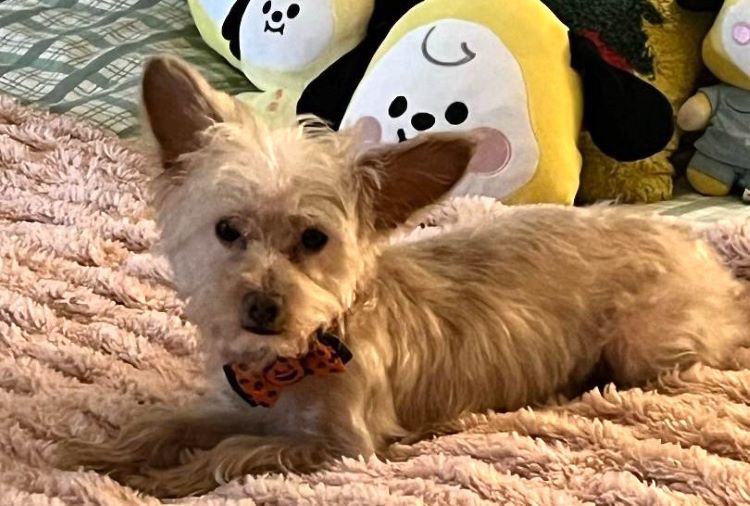 Dog for Adoption - Rocket, a Yorkshire Terrier Yorkie in Garland, TX ...