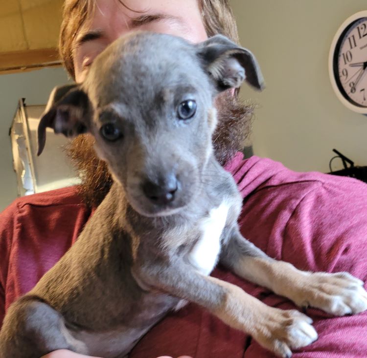 Dog for Adoption - Caroline, a Terrier in Ellis County, TX | Alpha Paw