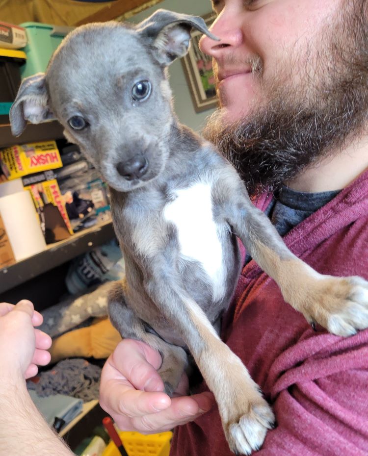 Dog for Adoption - Caroline, a Terrier in Ellis County, TX | Alpha Paw