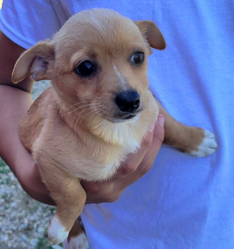 Dog for Adoption - Darla, a Chihuahua in Terrell, TX | Alpha Paw