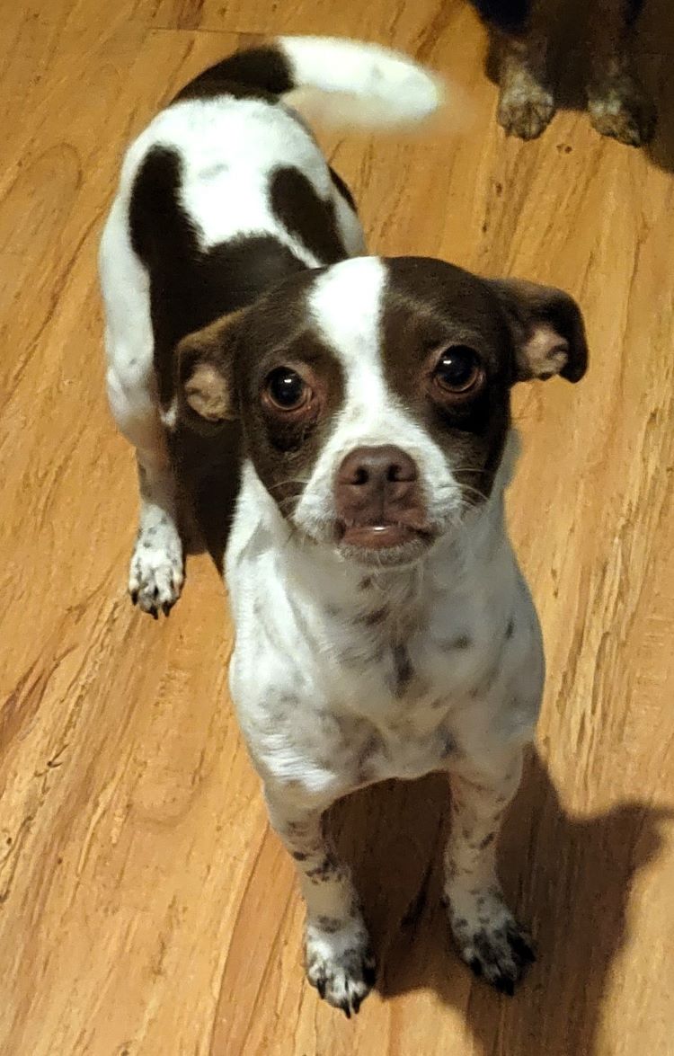 Dog for Adoption - Avery, a Rat Terrier in Keller, TX | Alpha Paw
