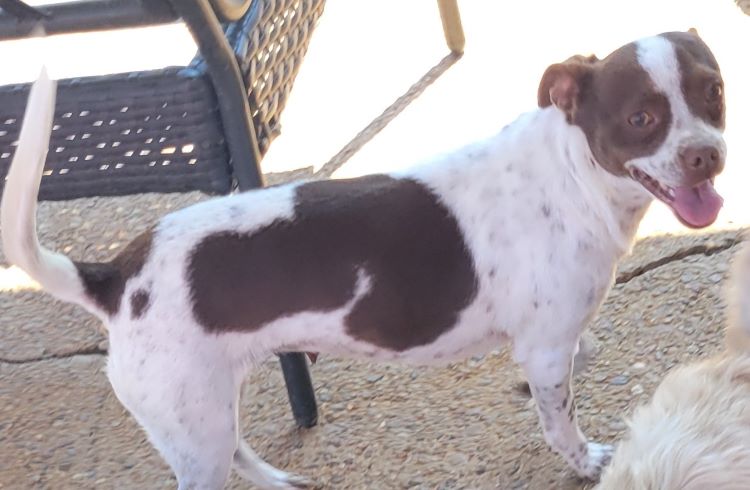 Dog for Adoption - Avery, a Rat Terrier in Keller, TX | Alpha Paw