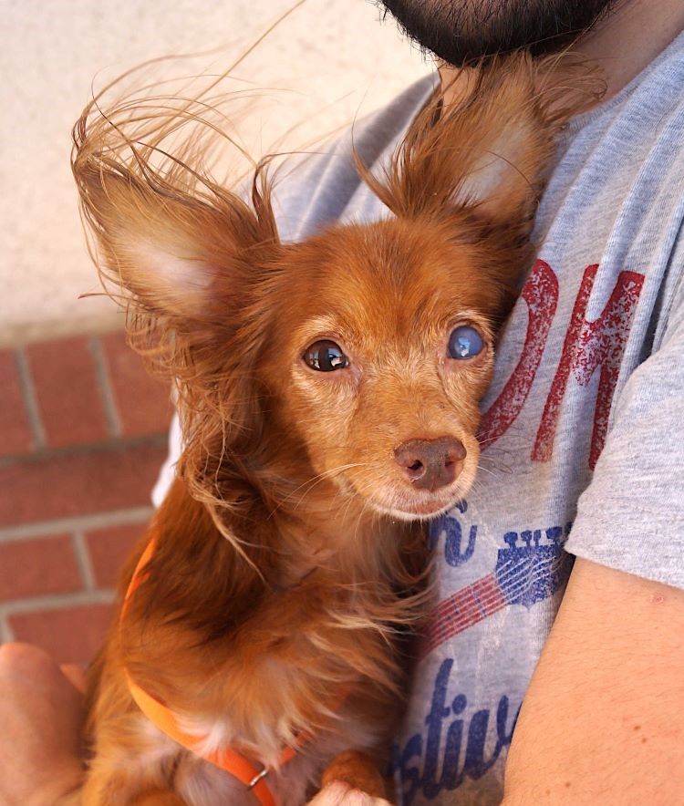 Dog for Adoption - Dillon, a Papillon in Rockwall County, TX | Alpha Paw