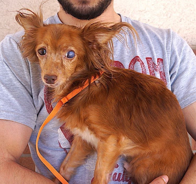 Dog for Adoption - Dillon, a Papillon in Rockwall County, TX | Alpha Paw
