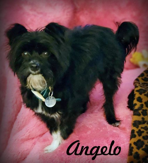 Dog for Adoption - Angelo, a Affenpinscher in Florence Graham, CA ...