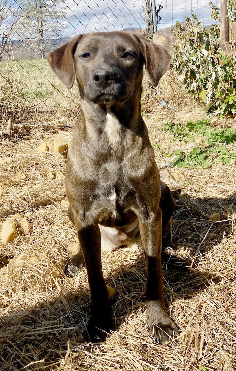 Dog for Adoption - Violet and Skye, a Plott Hound in Morristown, TN ...