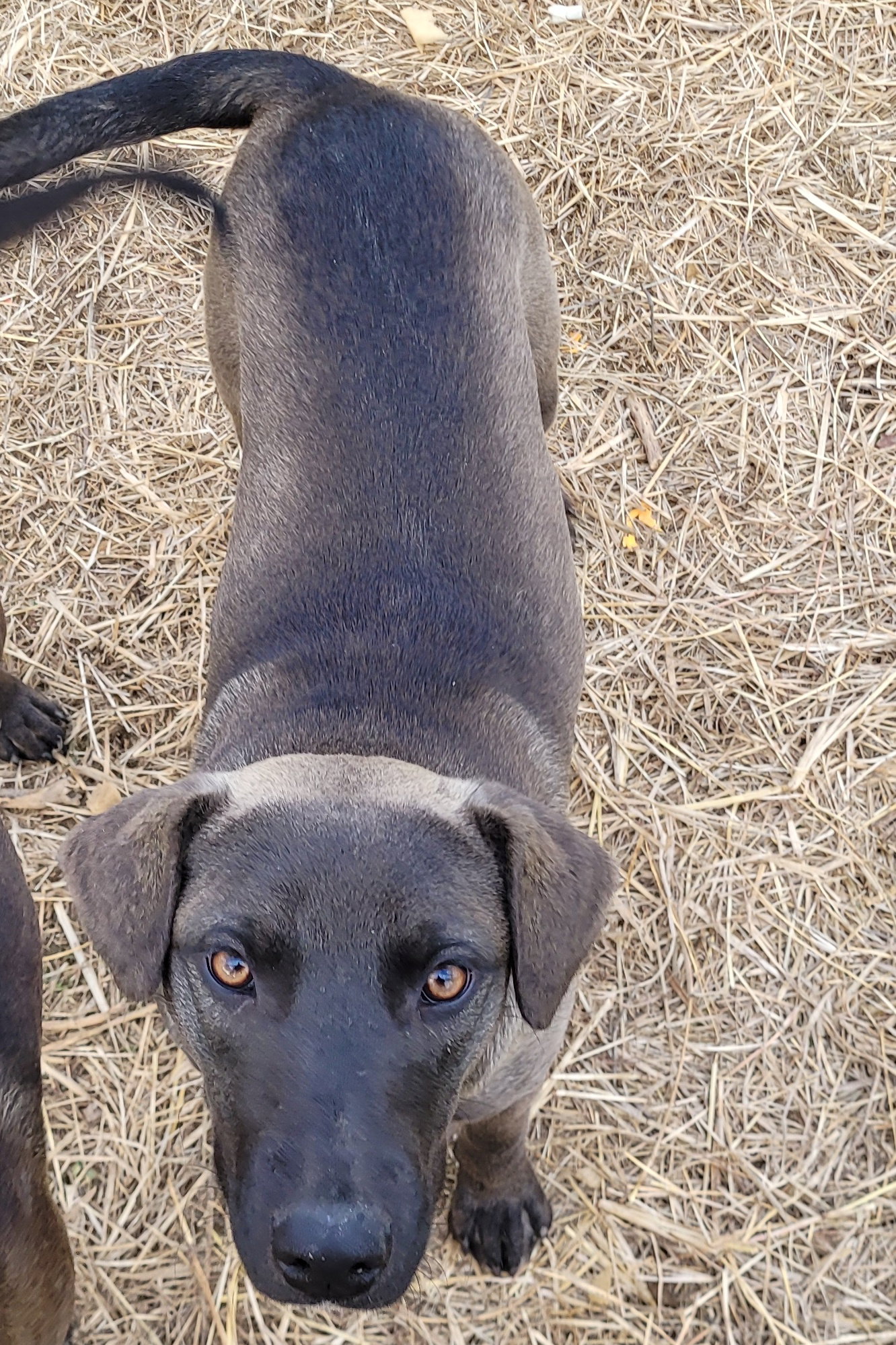 Dog for Adoption - Violet and Skye, a Plott Hound in Morristown, TN ...