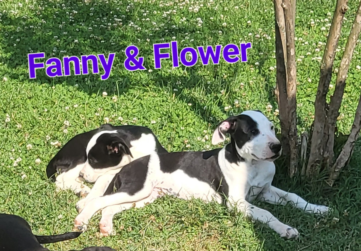 Dog for Adoption - The F Litter Girls, a Great Dane in Maynardville, TN ...