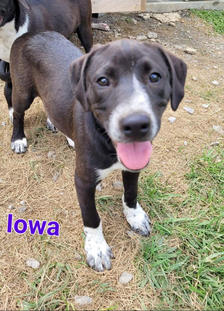 Dog adoption in Rutledge, TN 37861: Hound / Mixed (short coat) Dog "Iowa"