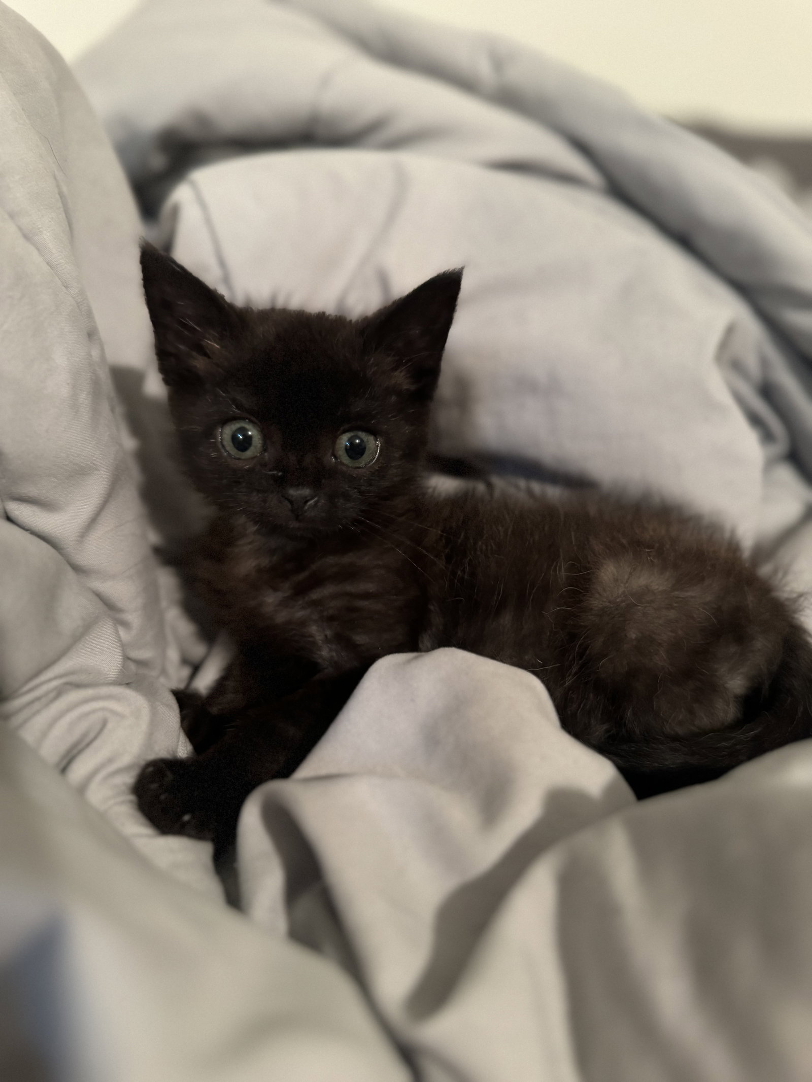 Penelope's Web Page