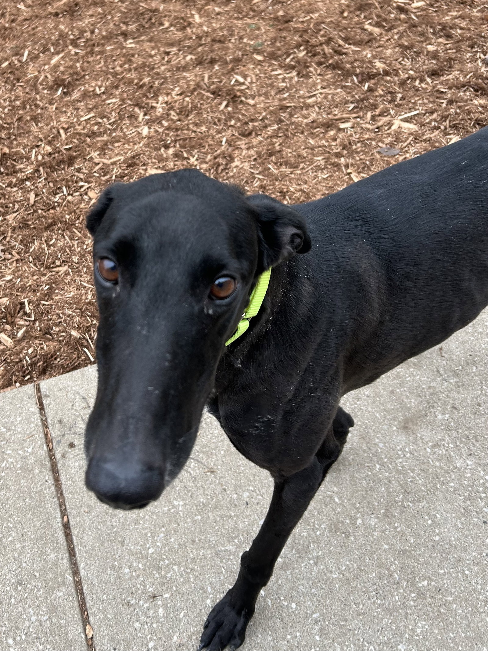 Dog for Adoption - NYX, a Greyhound in Merriam, KS | Alpha Paw