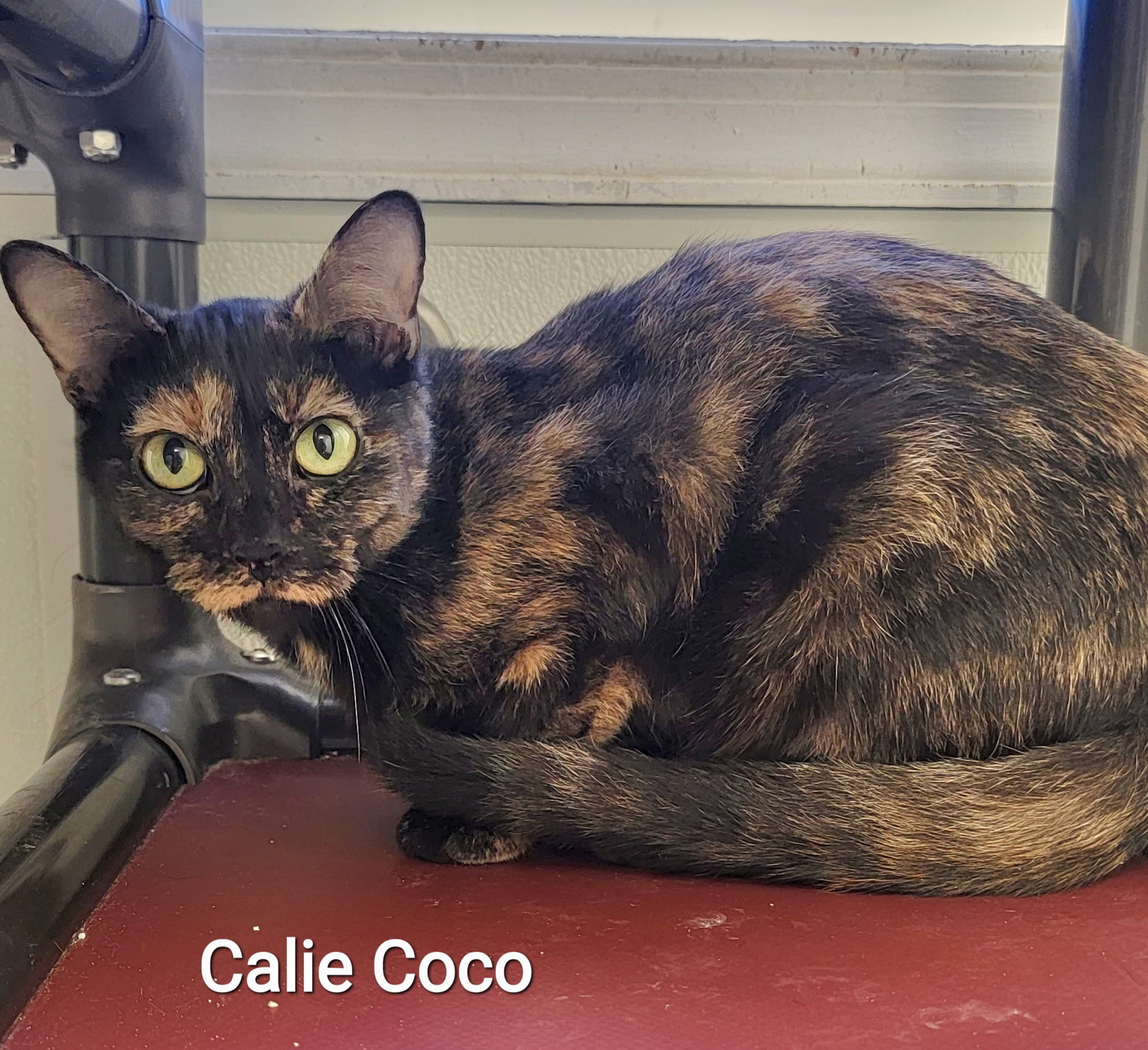 Cats for Adoption in Vincennes, Indiana | Alpha Paw