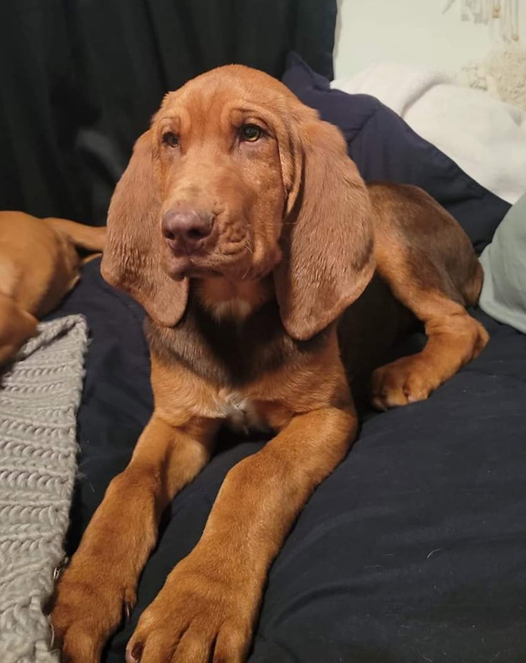 Dog for Adoption - Knox, a Bloodhound in Riverbank, CA | Alpha Paw
