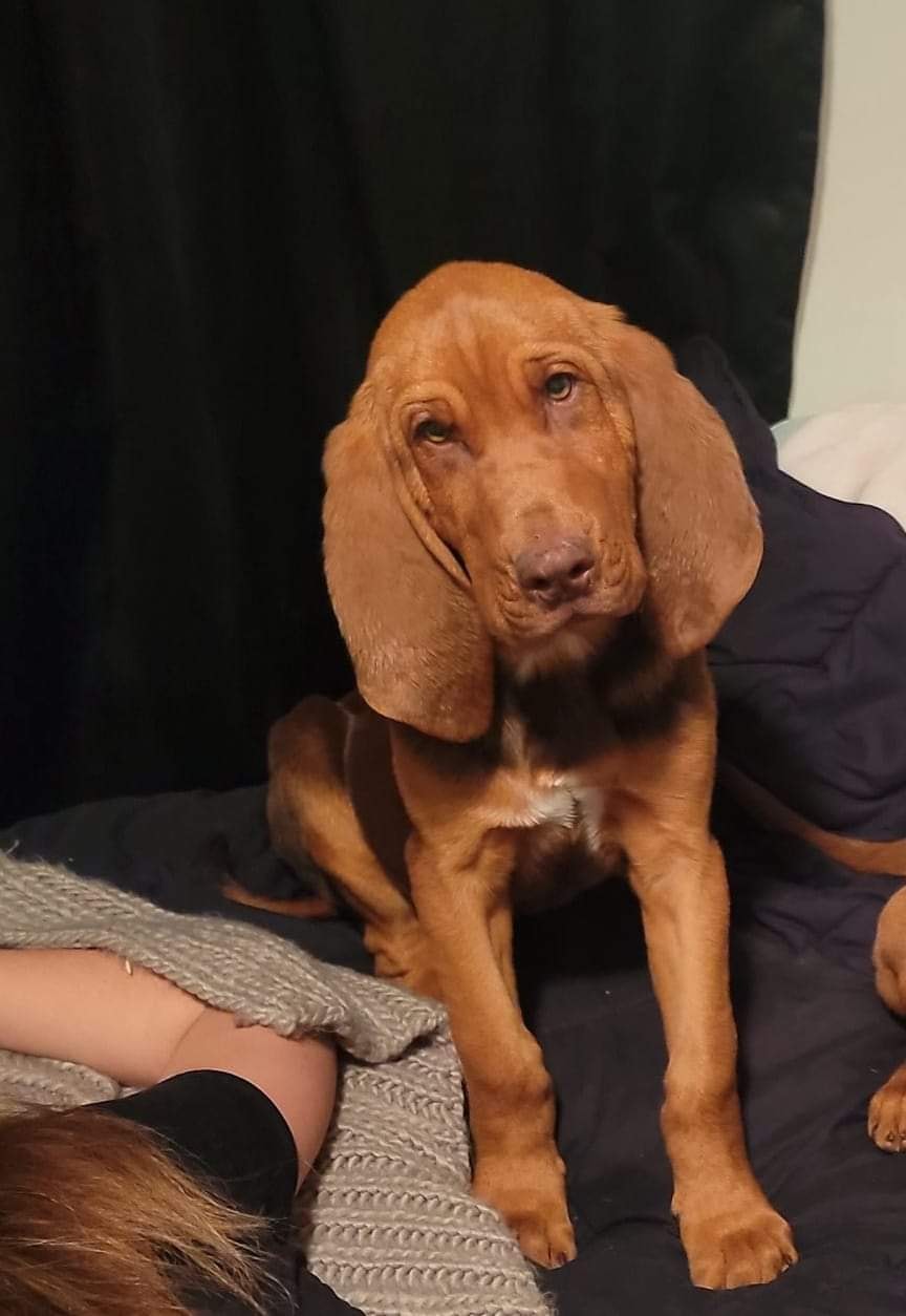 Dog for Adoption - Knox, a Bloodhound in Riverbank, CA | Alpha Paw